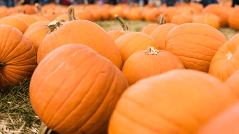 Fall Grand Opening - Poppell Farms